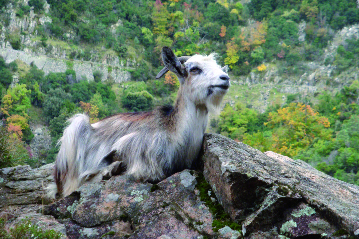 Accueil - Races Caprines Locales