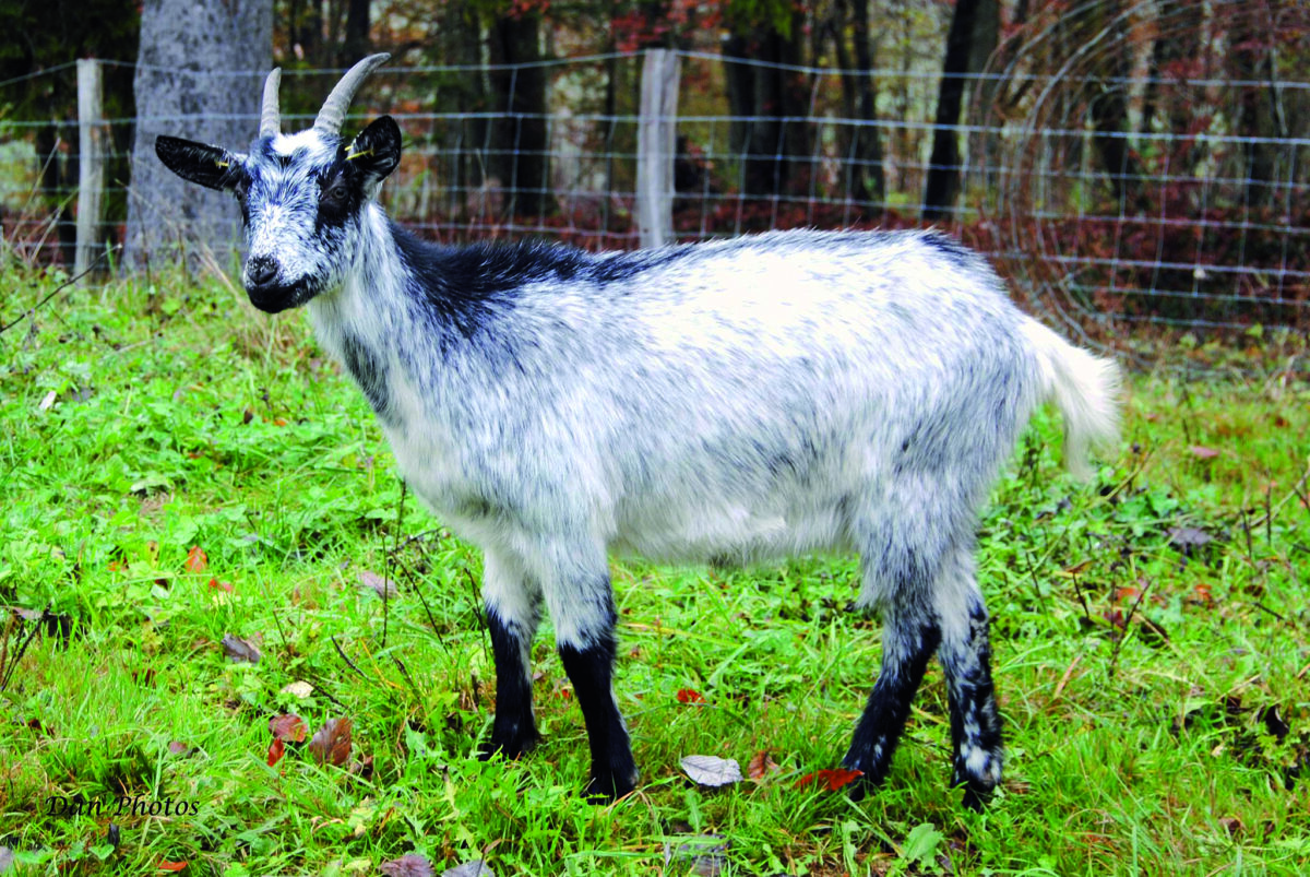 Accueil - Races Caprines Locales