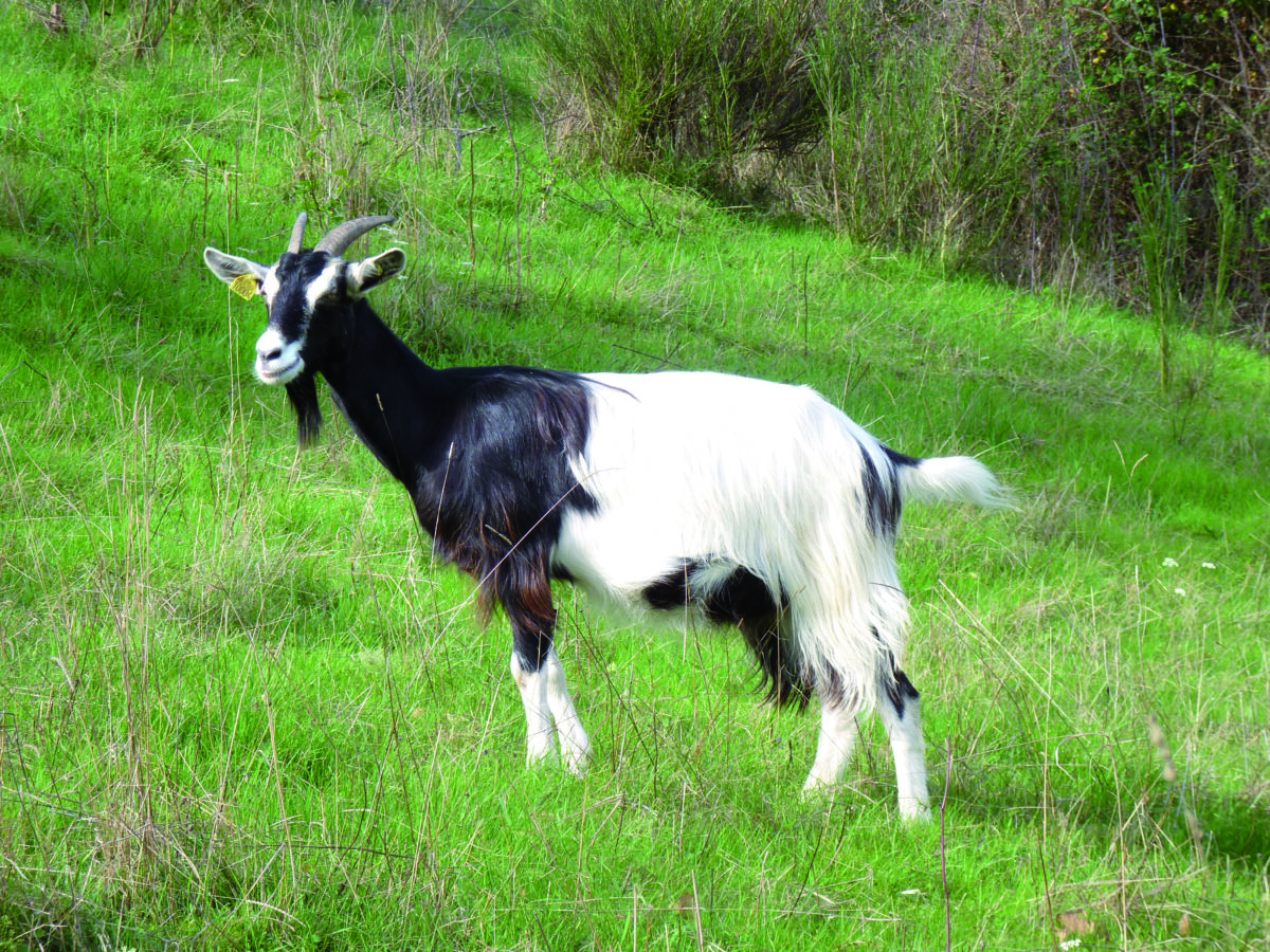 Accueil - Races Caprines Locales